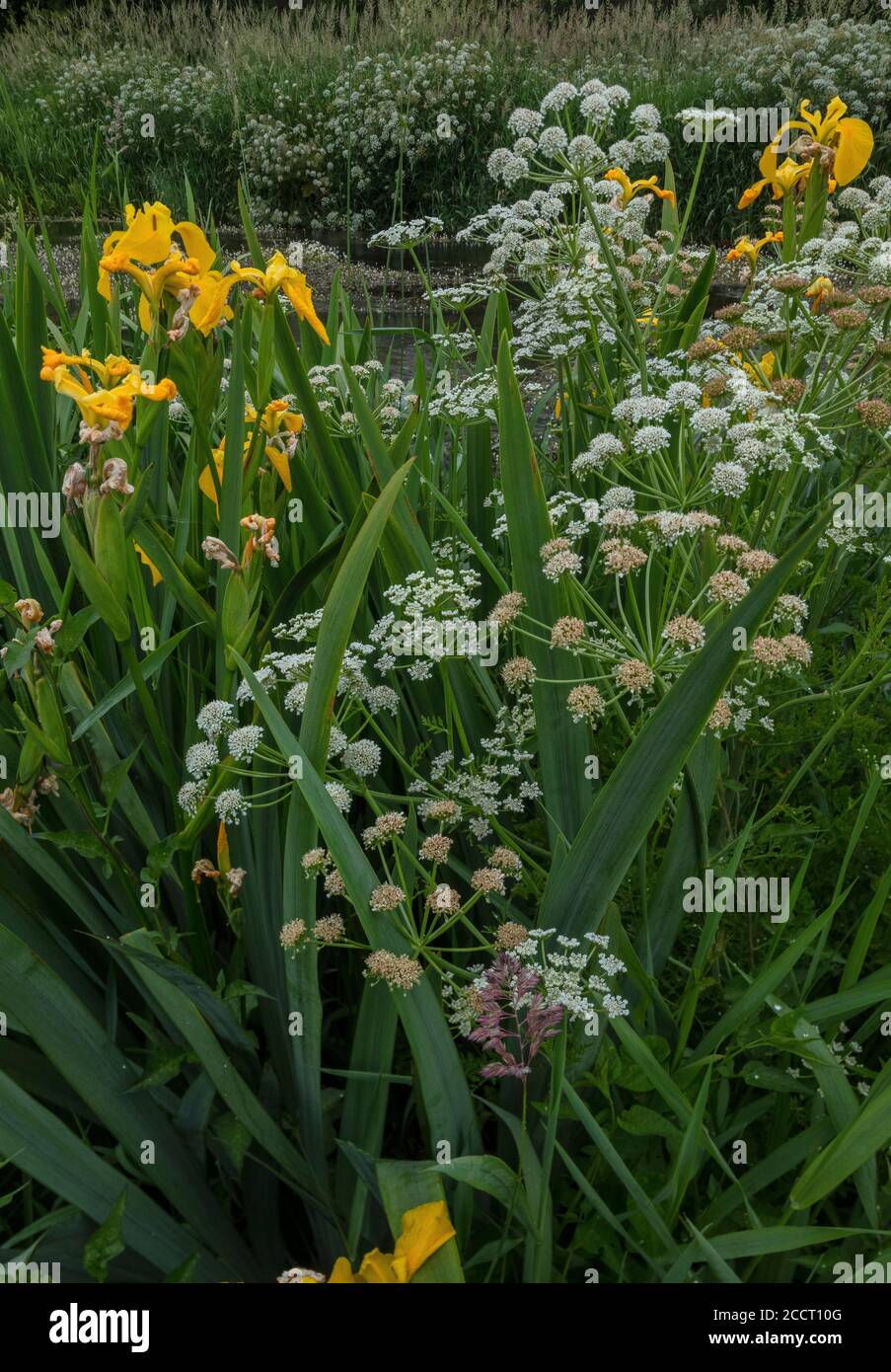 Yellow flag, Iris pseudacorus, and Hemlock Water Dropwort in full ...