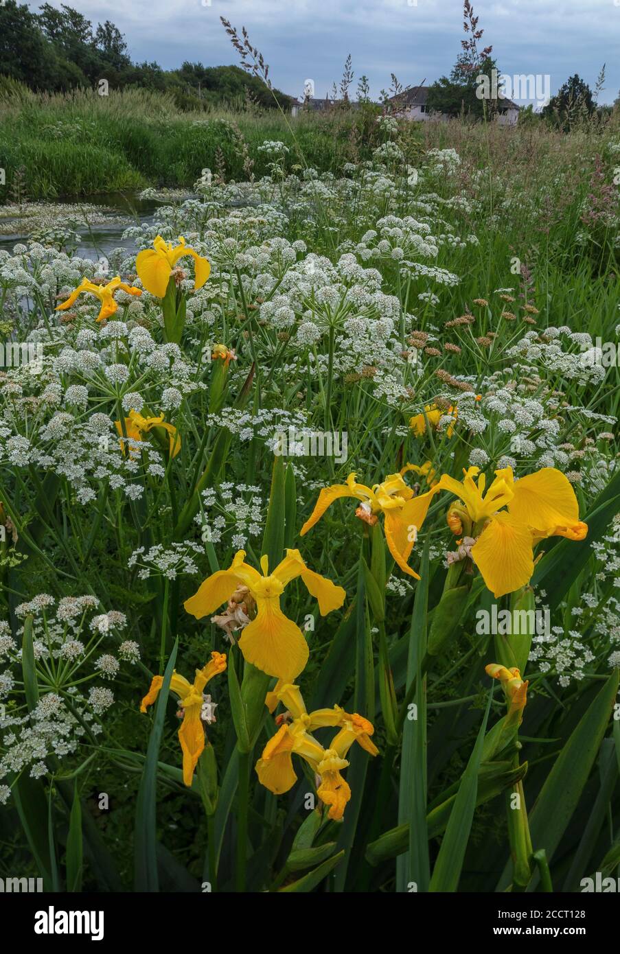Yellow flag, Iris pseudacorus, and Hemlock Water Dropwort in full ...