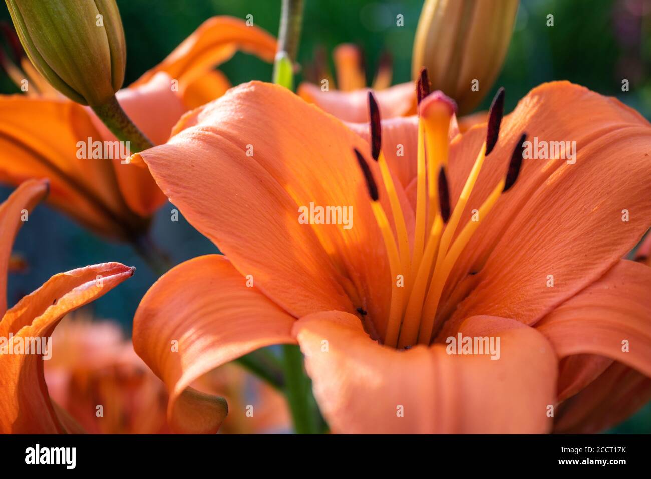 Closeup of an Orange Lily (Lilium bulbiferum) or Fire Lily in full ...