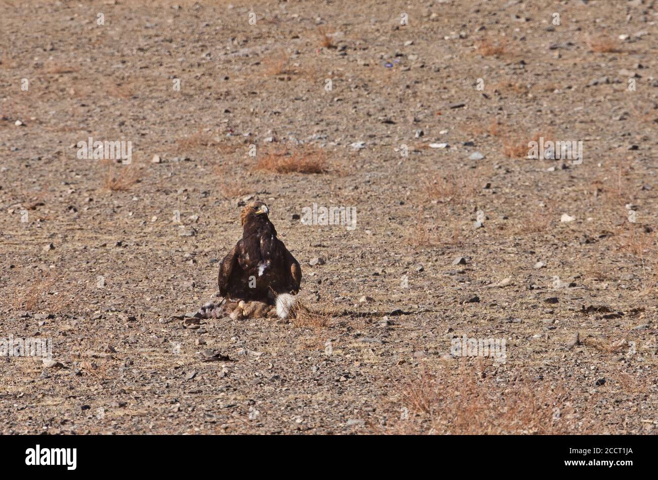 Eagle hunter fox golden hi-res stock photography and images - Alamy