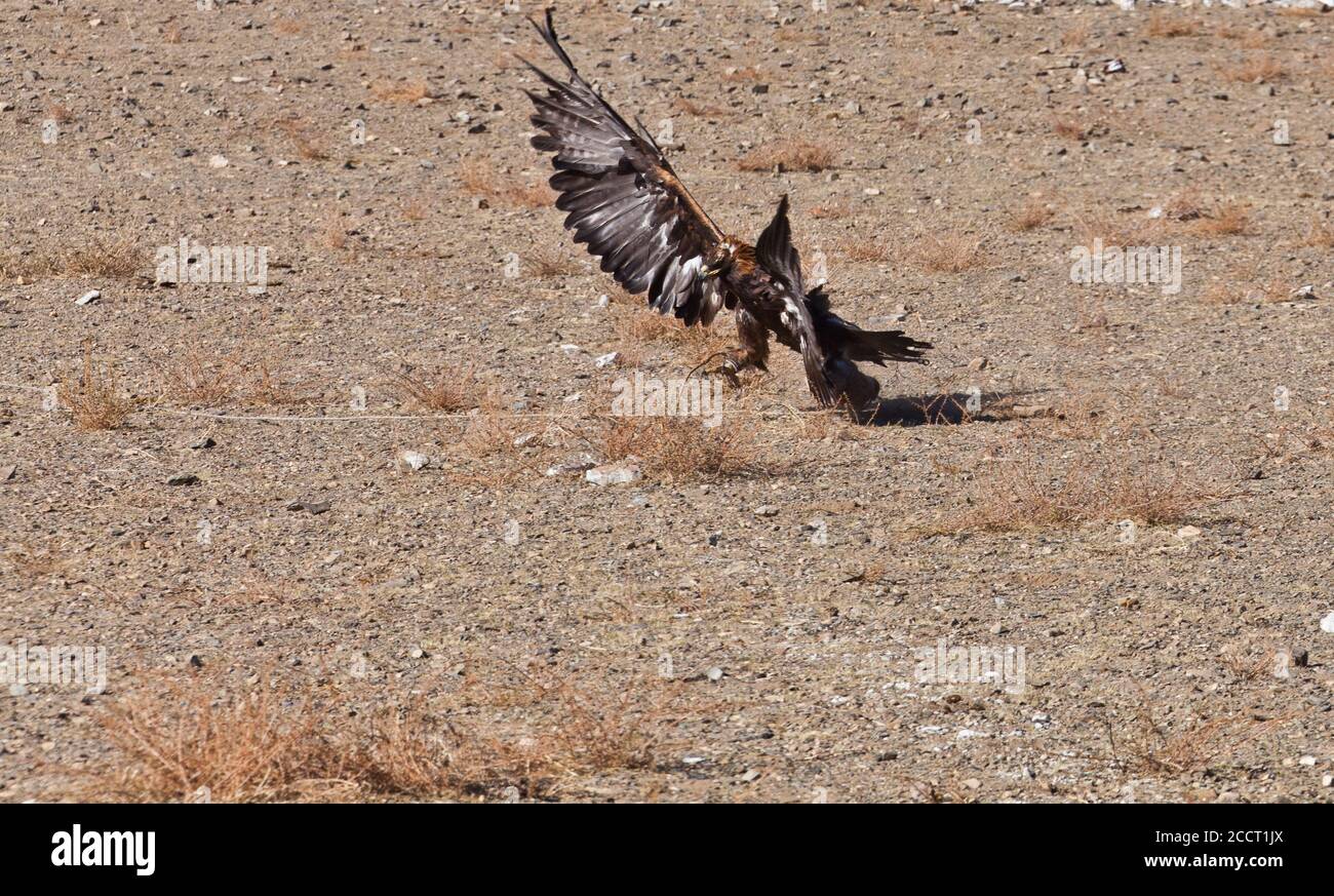 Eagle hunter fox golden hi-res stock photography and images - Alamy