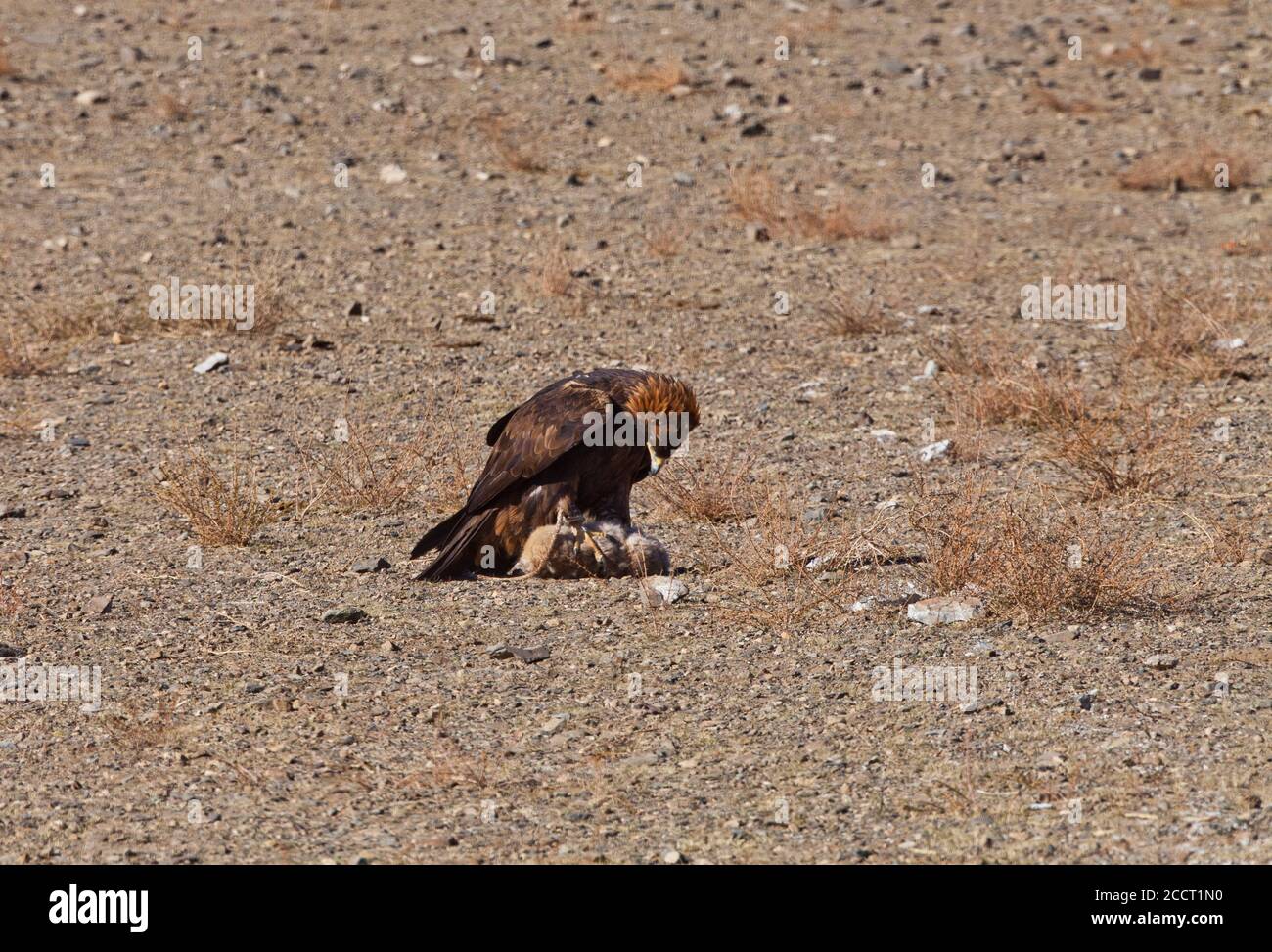 Eagle hunter fox golden hi-res stock photography and images - Alamy