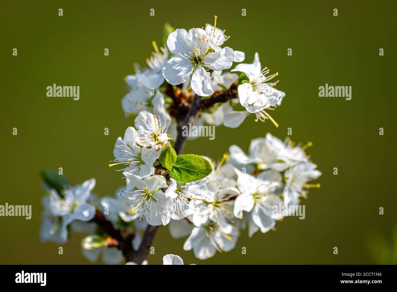 A close up of spring blossom flowers, with a shallow depth of field ...