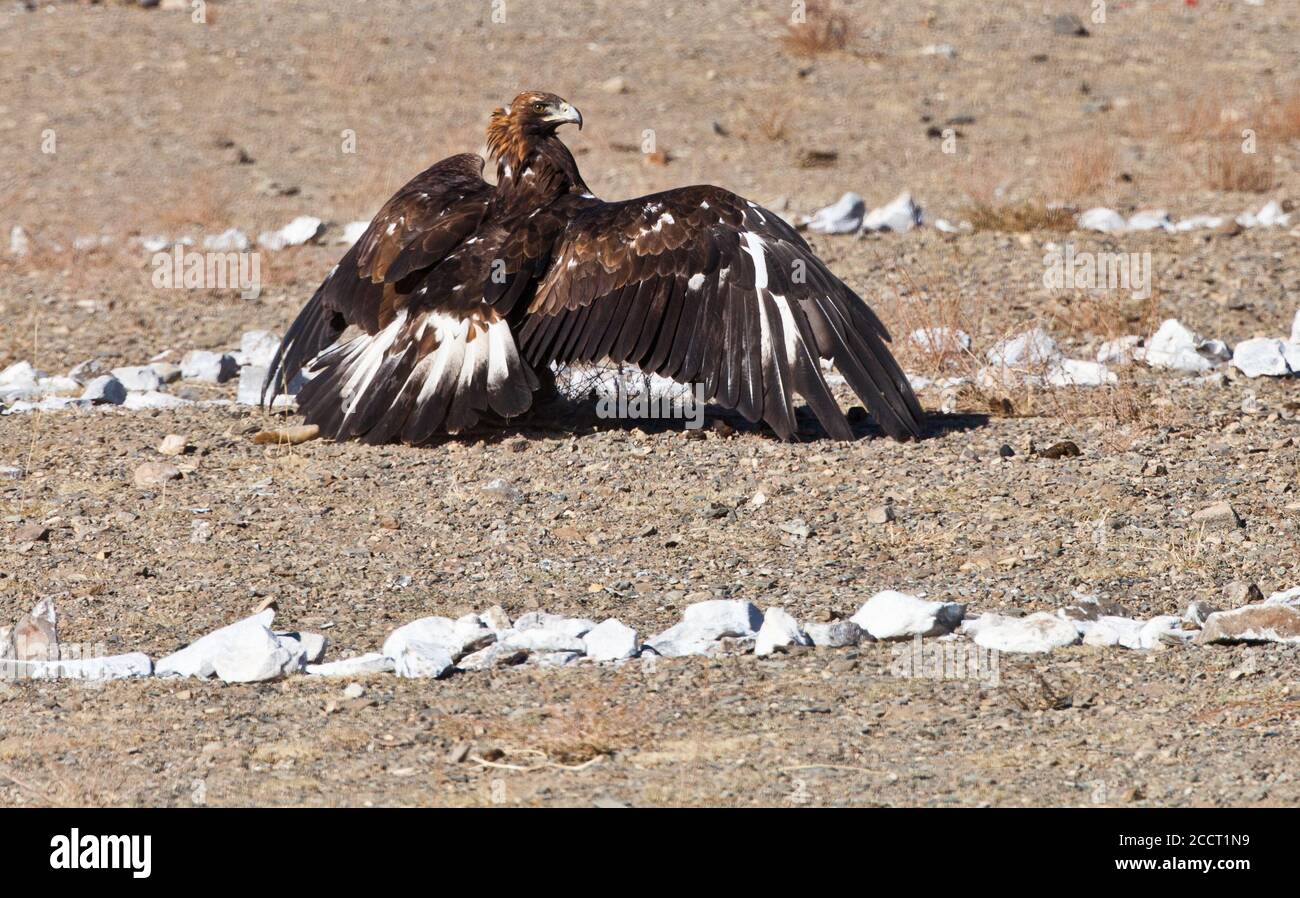 Golden eagle flying rabbit hi-res stock photography and images - Alamy