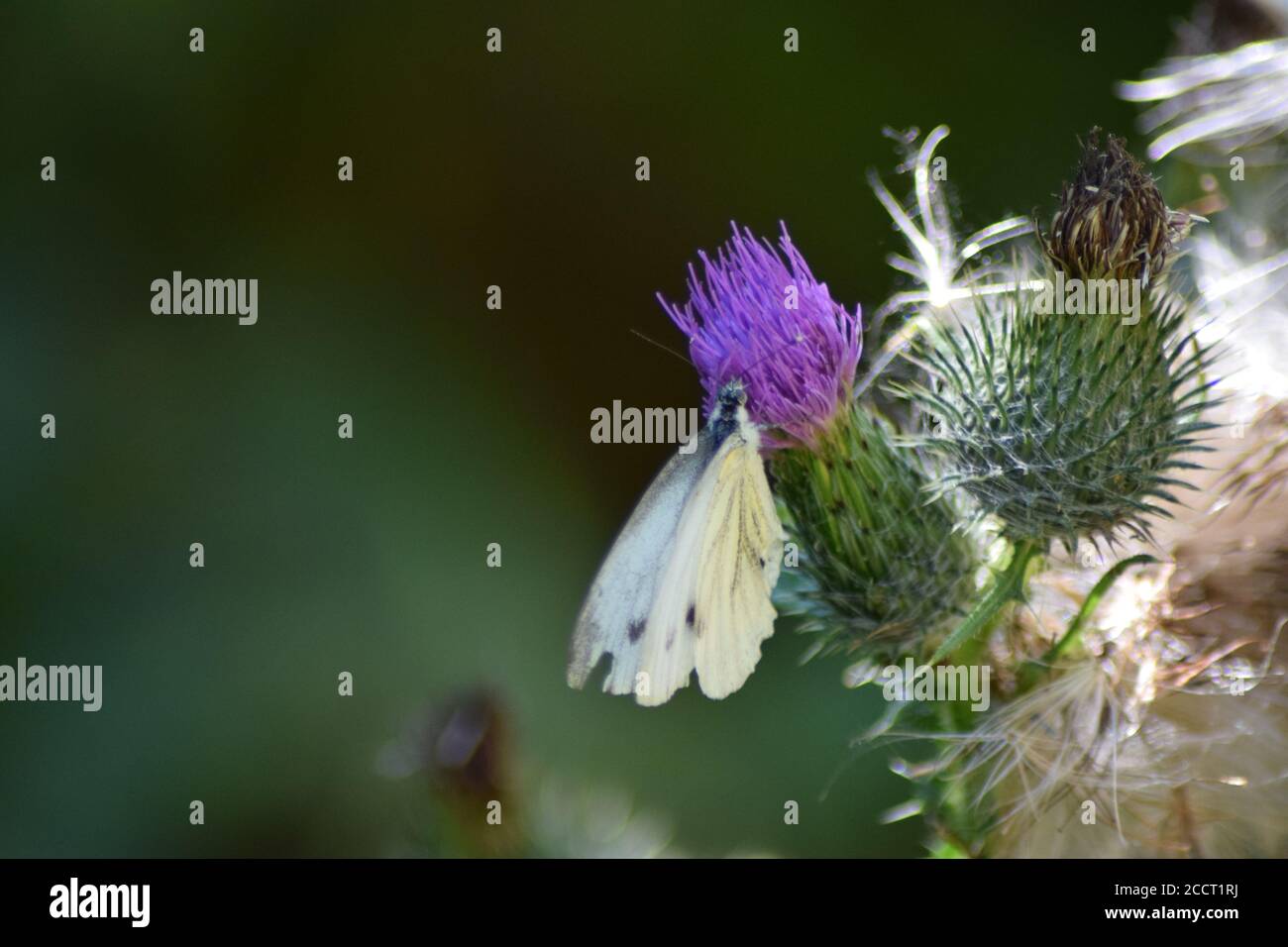 white butterfly on purple thistle Stock Photo - Alamy