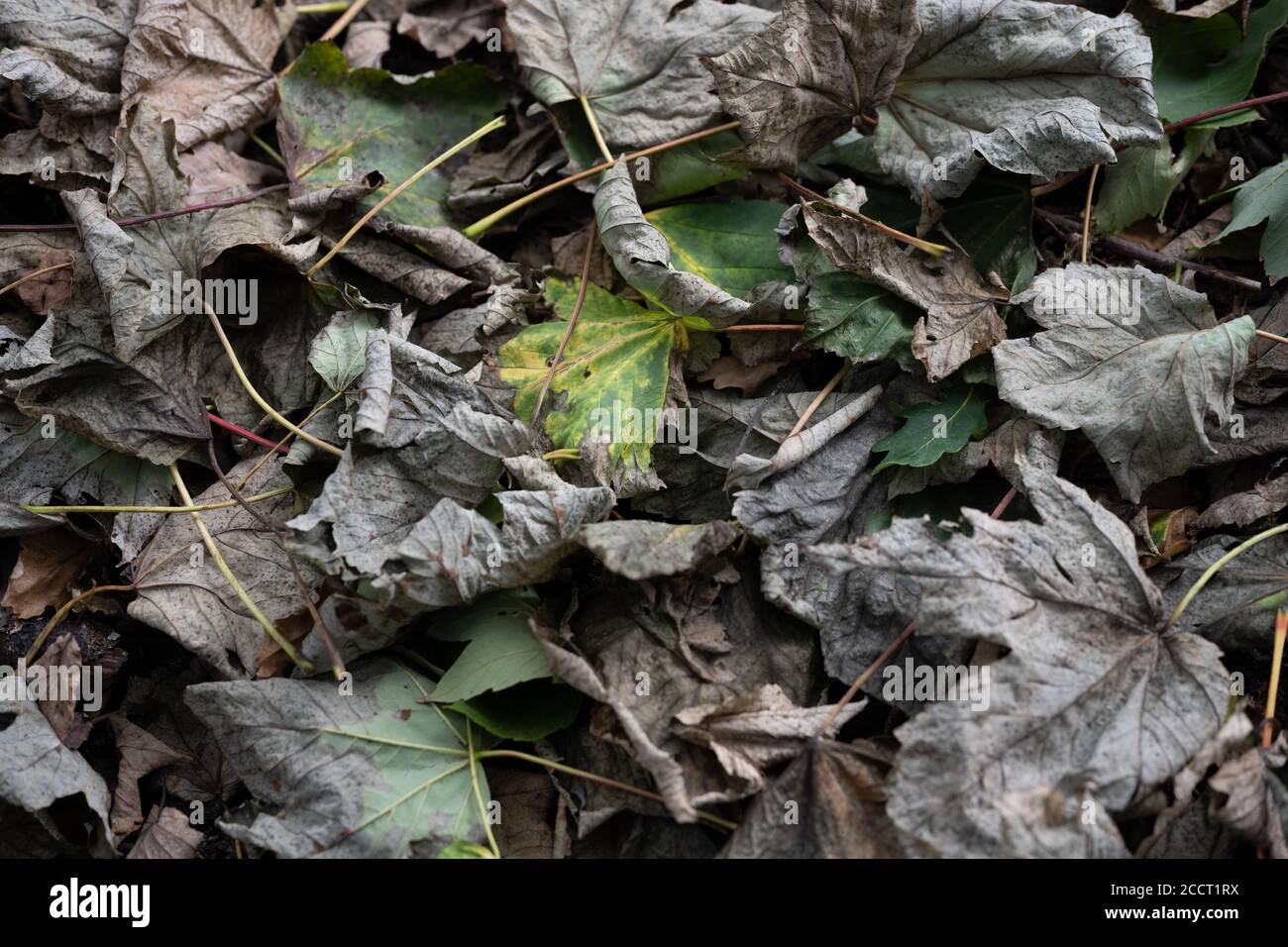 Oak with pain hi-res stock photography and images - Alamy