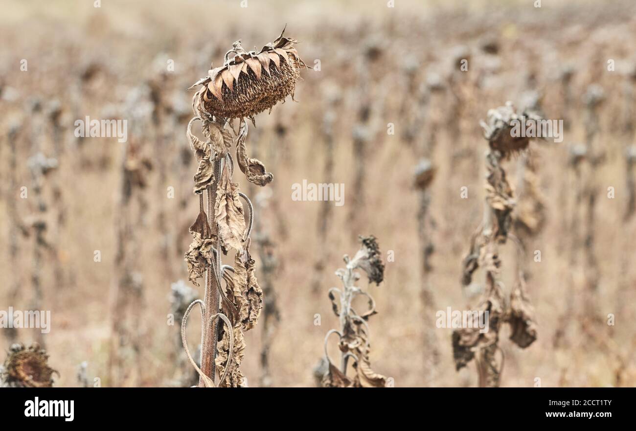 Field of withered sunflowers, natural disaster concept, selective focus ...