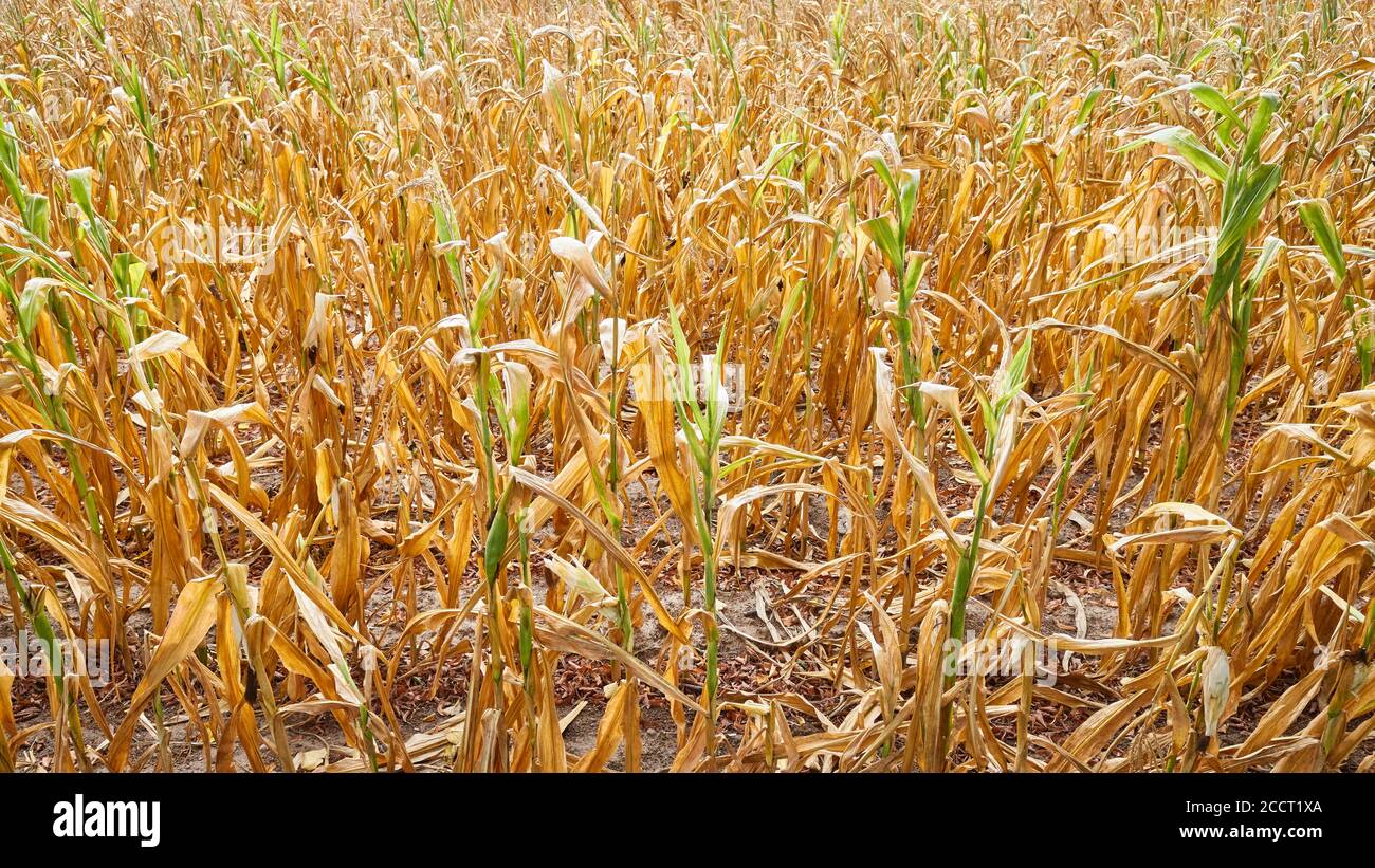 Picture of an agricultural crop field against the sun Stock Photo - Alamy