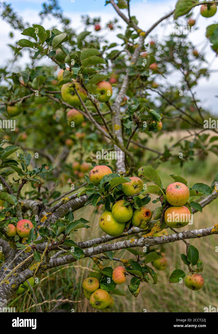 Apples trees and apples in an old abandoned and disused orchard which ...
