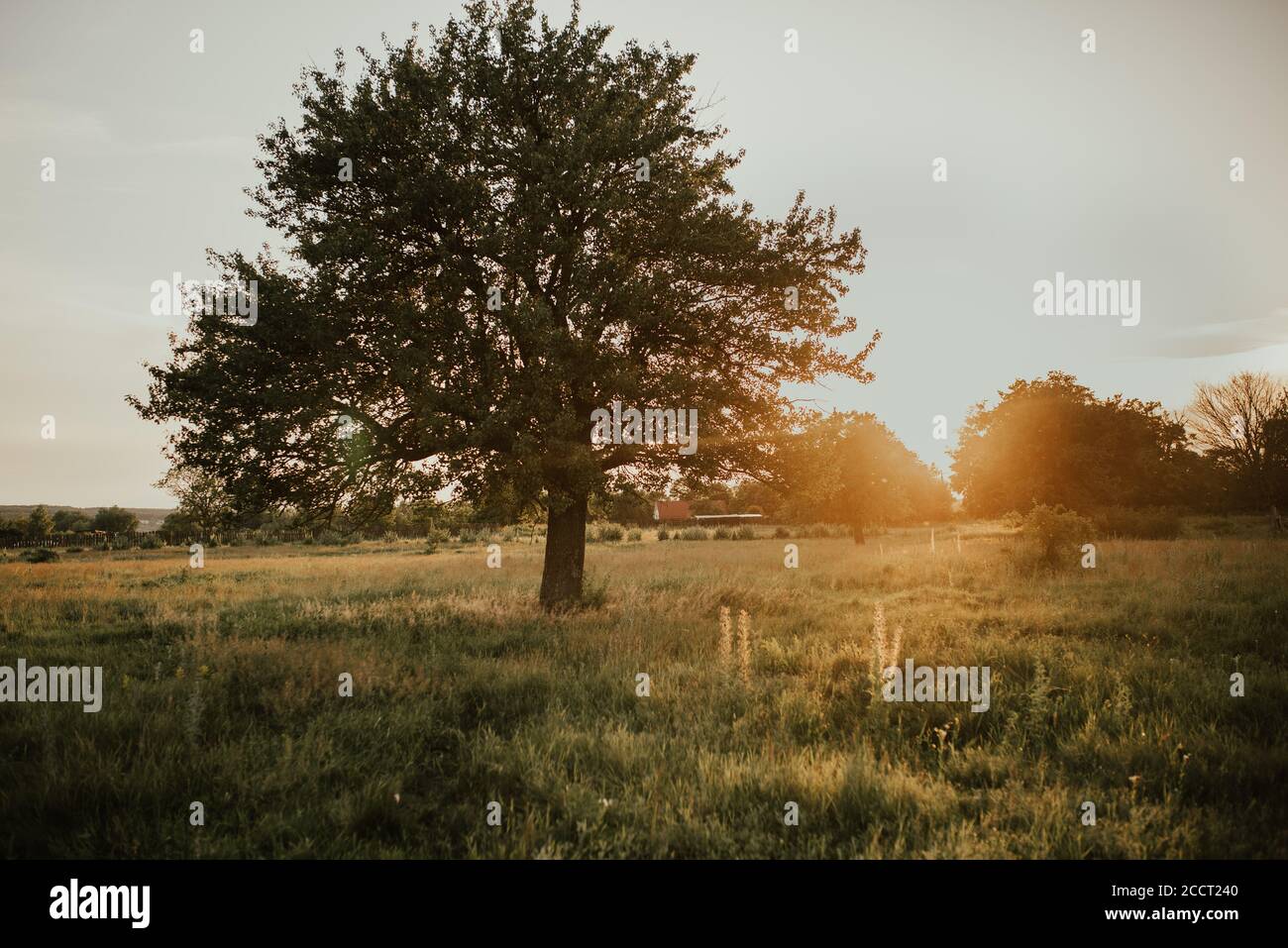 Summer warm sunny field. rays of the sun Stock Photo - Alamy