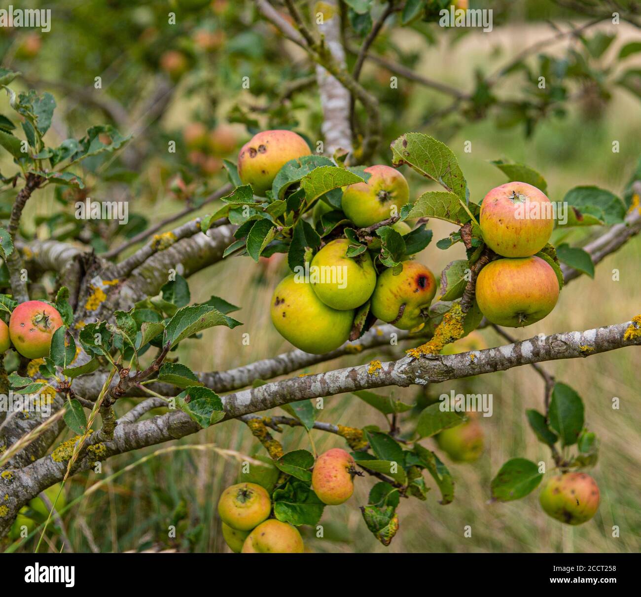 Apples trees and apples in an old abandoned and disused orchard which ...