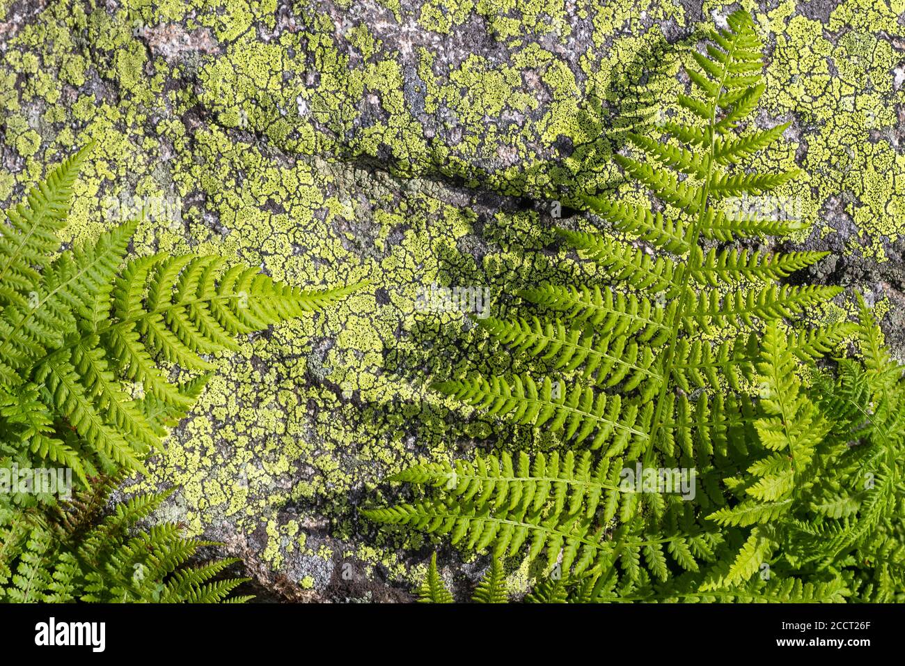 Lichen structure from the Carbon Age, with fern leaves on a granite ...