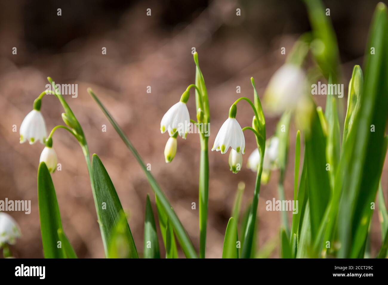 Summer snowflake flowers growing on Chailey Common in Sussex Stock ...