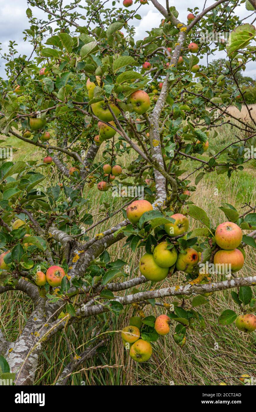Apples trees and apples in an old abandoned and disused orchard which ...
