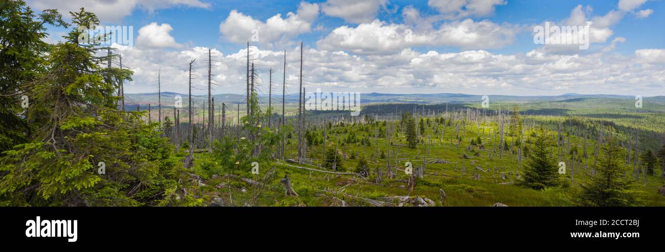 Bare trees in a new recovering forest with the panoramic view from the ...