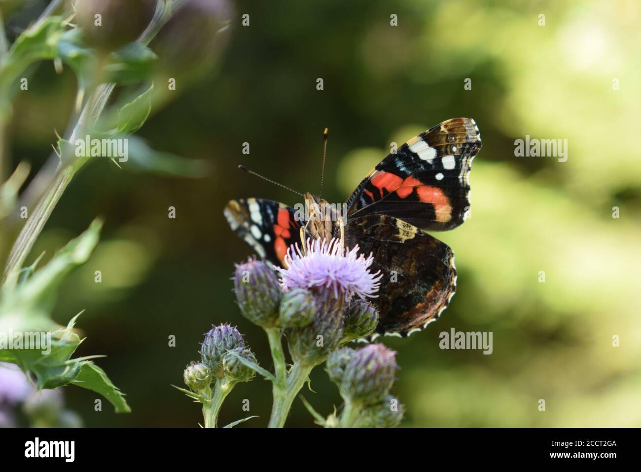 red admiral butterfly, scientific name: vanessa atalanta Stock Photo ...