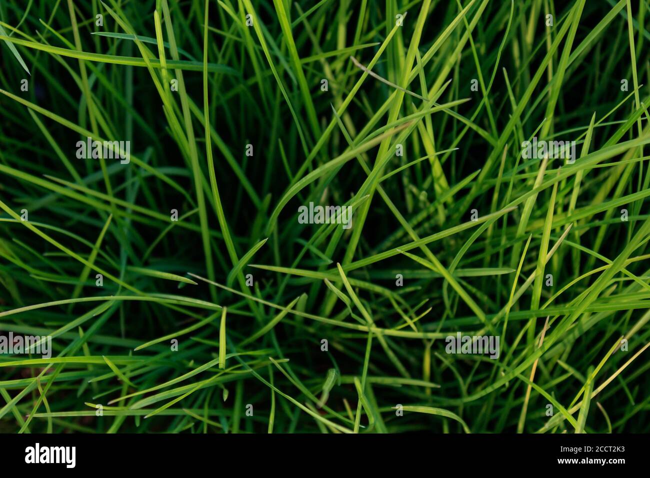 Closeup of green grass blades - suitable for nature background in full ...