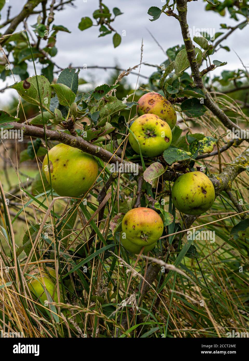 Apples trees and apples in an old abandoned and disused orchard which ...