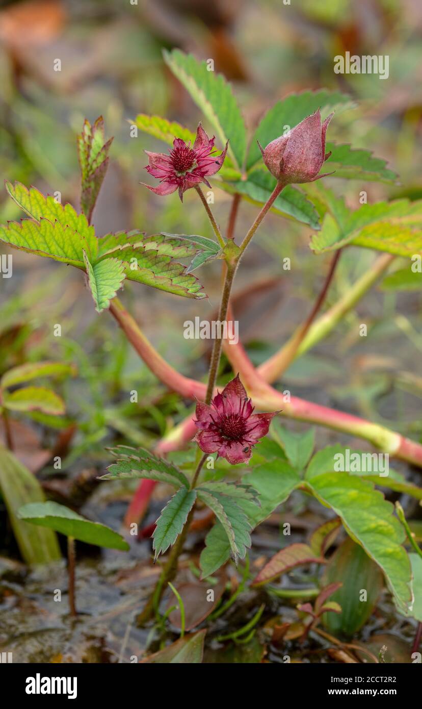 Marsh cinquefoil, Comarum palustre, in flower in acid water, Wareham ...