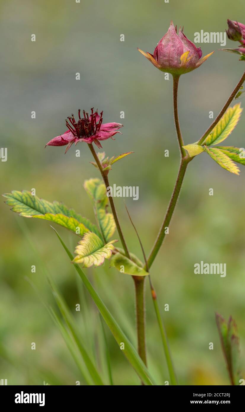Marsh cinquefoil, Comarum palustre, in flower in acid water, Wareham ...