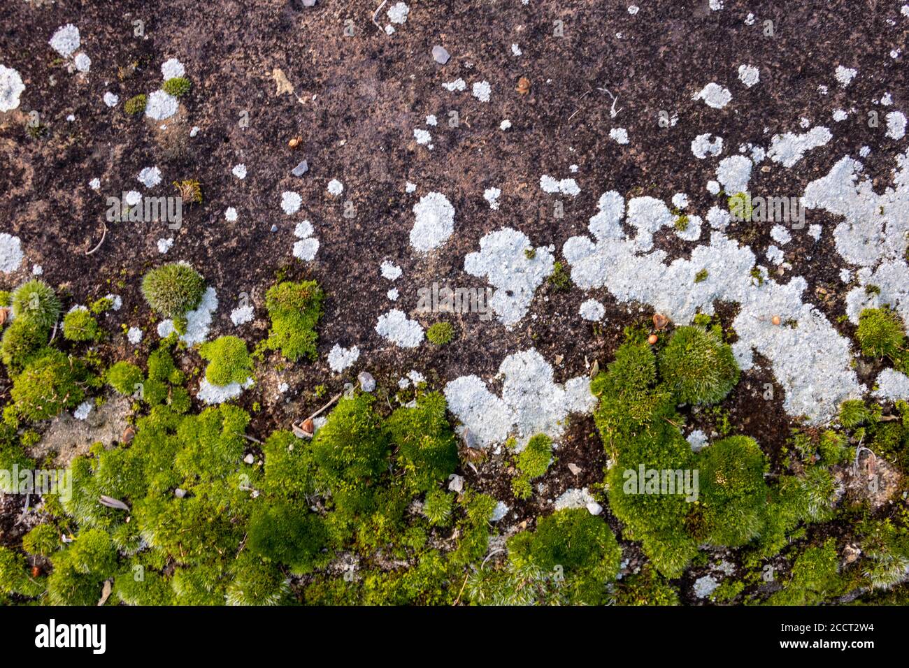 Detailed background of a stone surface with green moss and lichens Stock Photo - Alamy