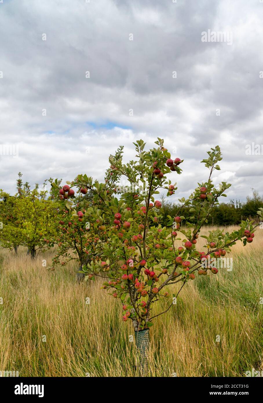 Apples trees and apples in an old abandoned and disused orchard which ...