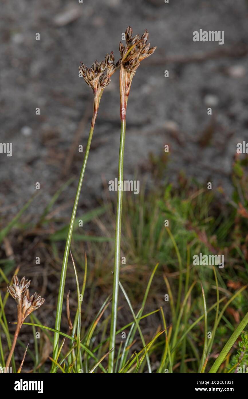 Heath rush juncus squarrosus hi-res stock photography and images - Alamy