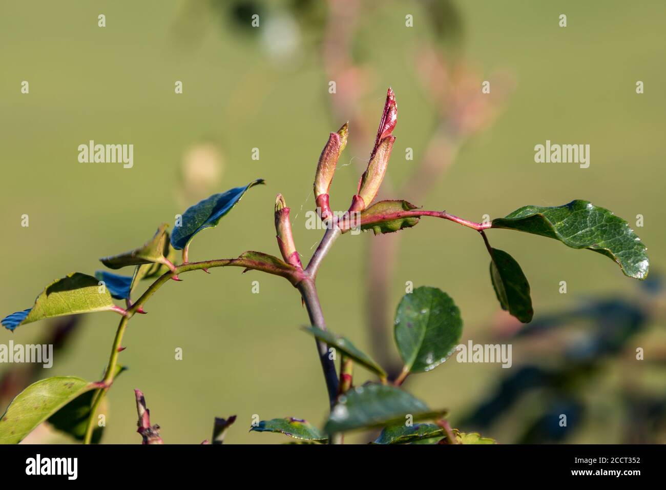 New leaves budding on a rose bush during spring Stock Photo - Alamy