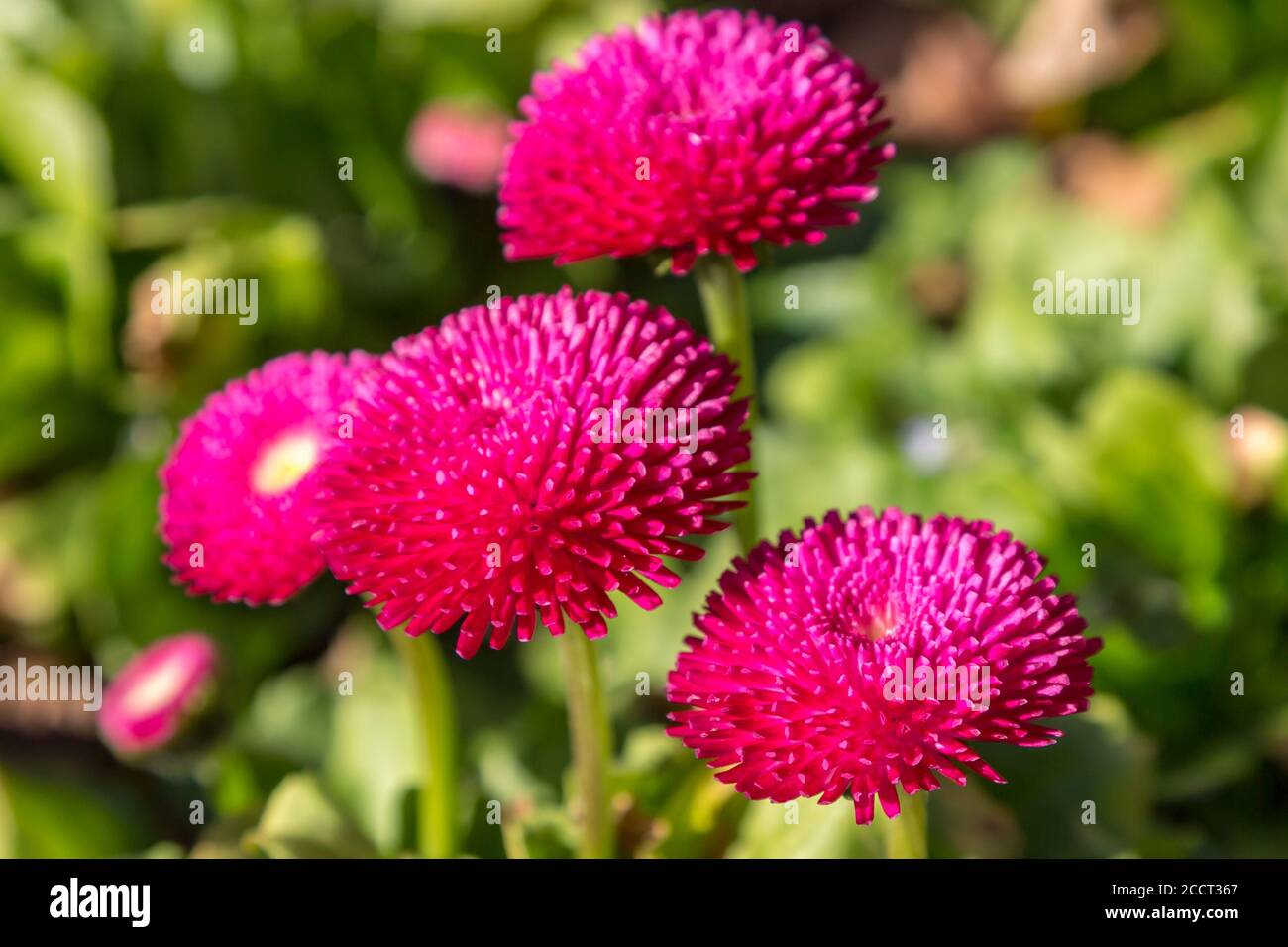 Bellis habanera hi-res stock photography and images - Alamy