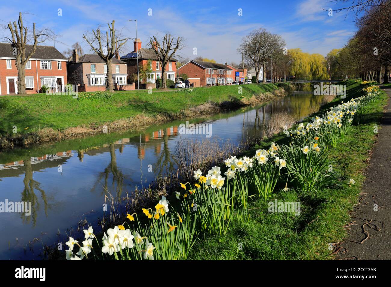 Daffodils along the river Welland, Spalding town; Lincolnshire; England ...