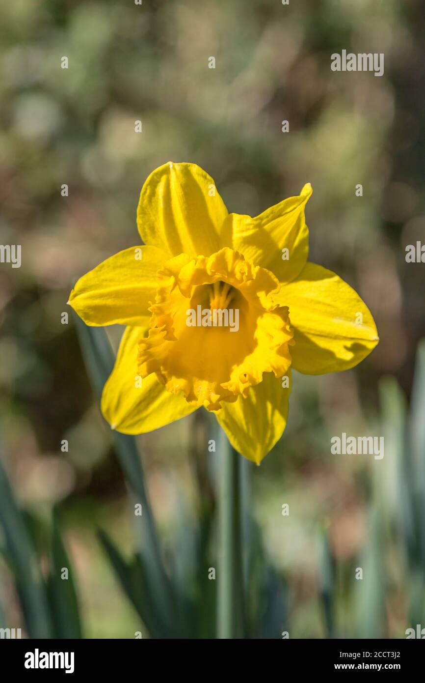 A bright yellow daffodil in bloom, on a sunny early spring day Stock ...