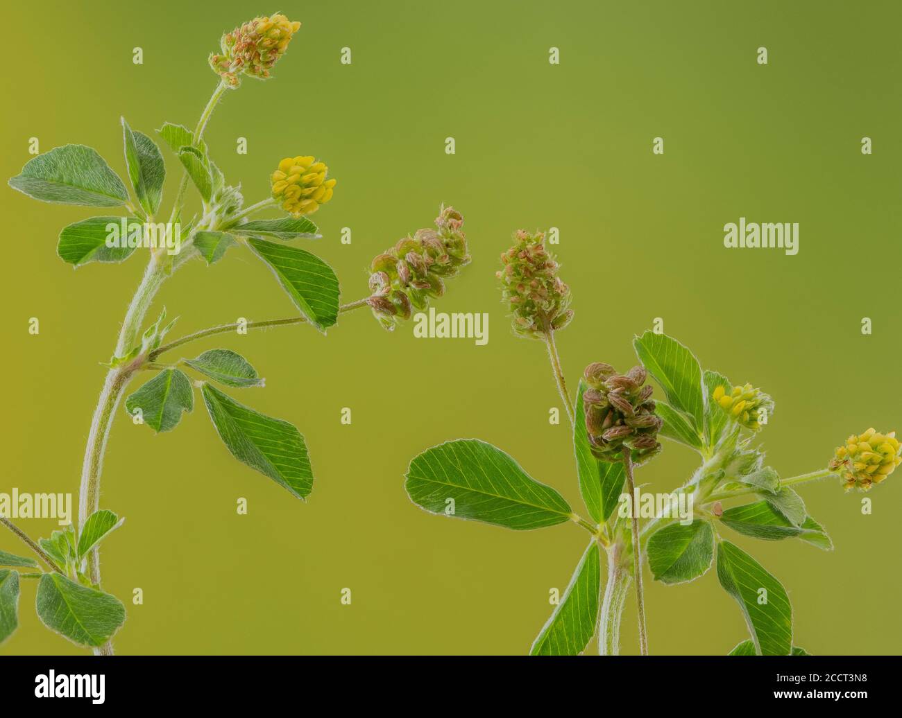 Black medick, Medicago lupulina, in flower and fruit. Common weed and ...