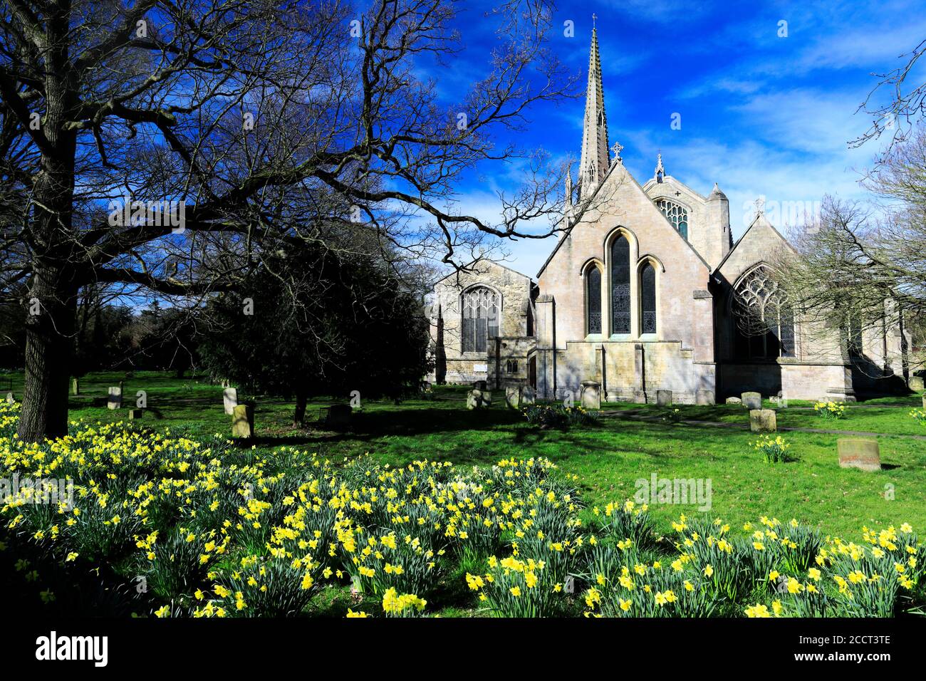 Daffodils at Saint Peters Church, Spalding town; Lincolnshire County ...