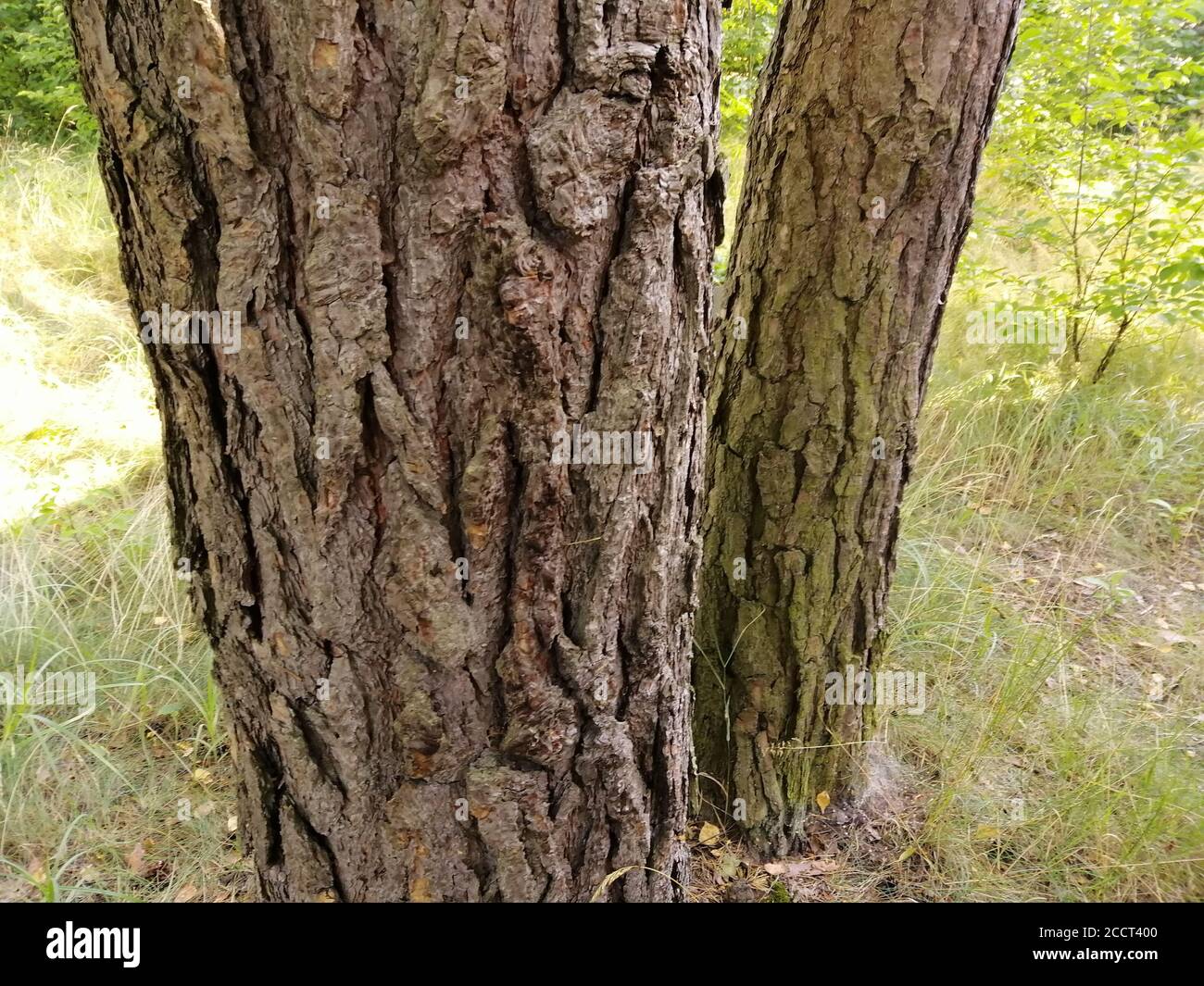 Tree with rough bark Stock Photo - Alamy