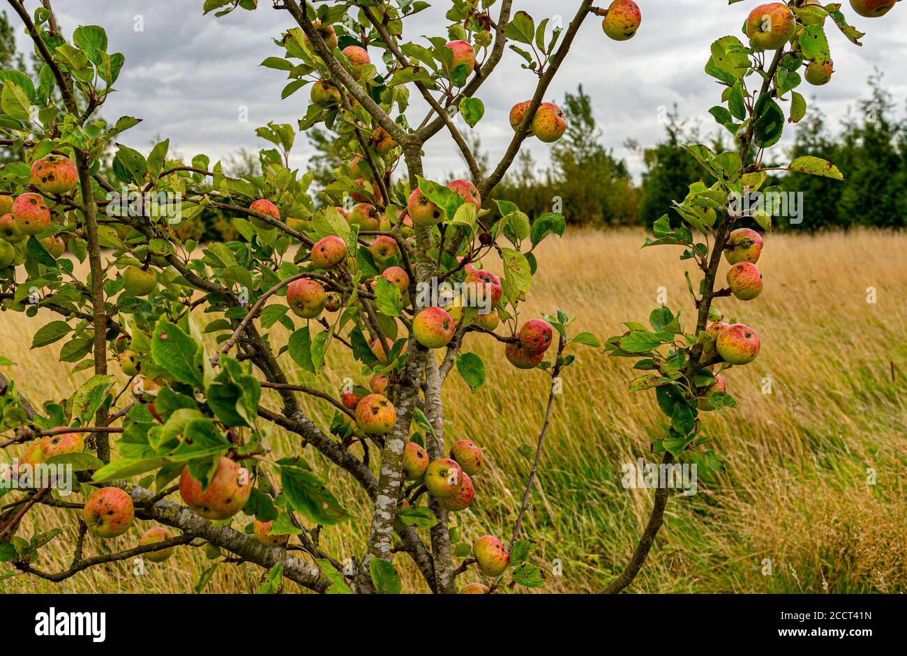 Apples trees and apples in an old abandoned and disused orchard which ...