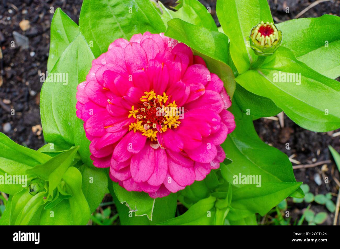 Zinnia Elegans Leaves