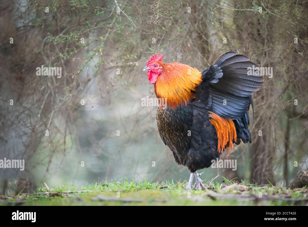 A rooster flapping its wings with blurred woods background Stock Photo ...