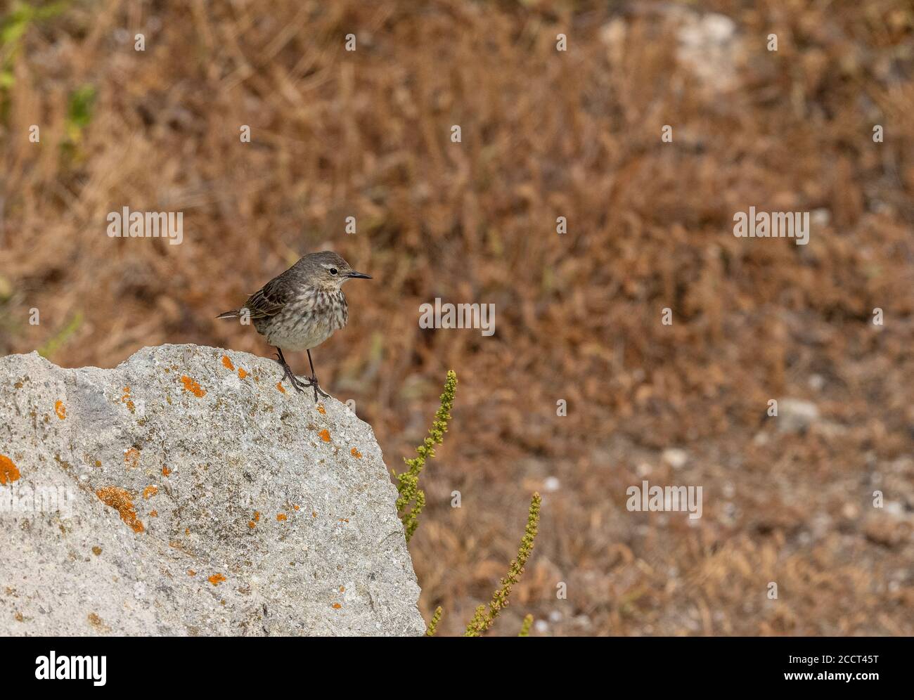 Rock pipit, Anthus petrosus, perched on coastal rocks during breeding ...