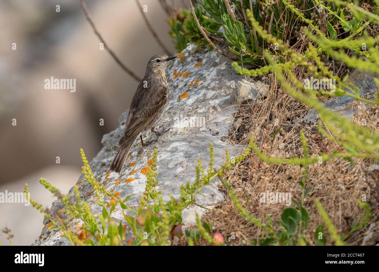 Rock pipit, Anthus petrosus, perched on coastal rocks during breeding ...