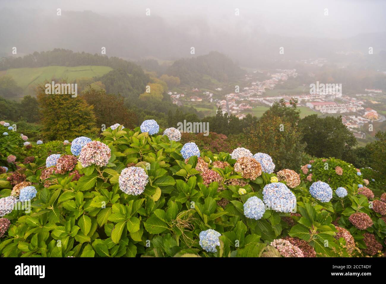 Hydrangeas flower over a village on Island of Sao Miguel, Azores Stock ...