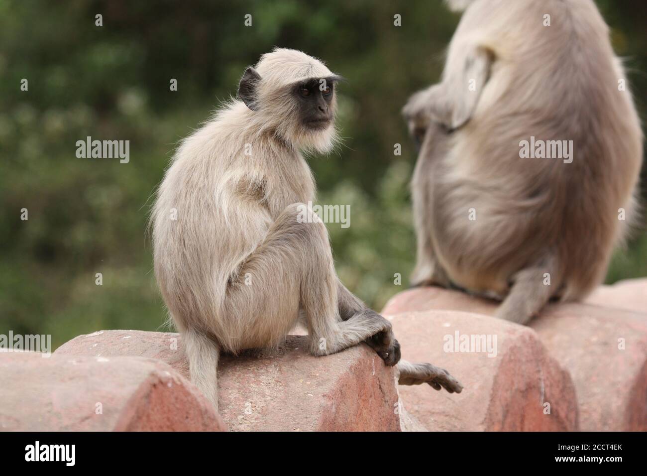 Hanuman langur monkey hi-res stock photography and images - Alamy