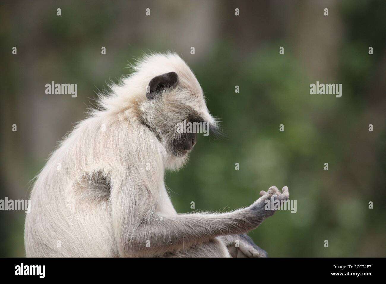 Hanuman Langur Monkey Stock Photo - Alamy