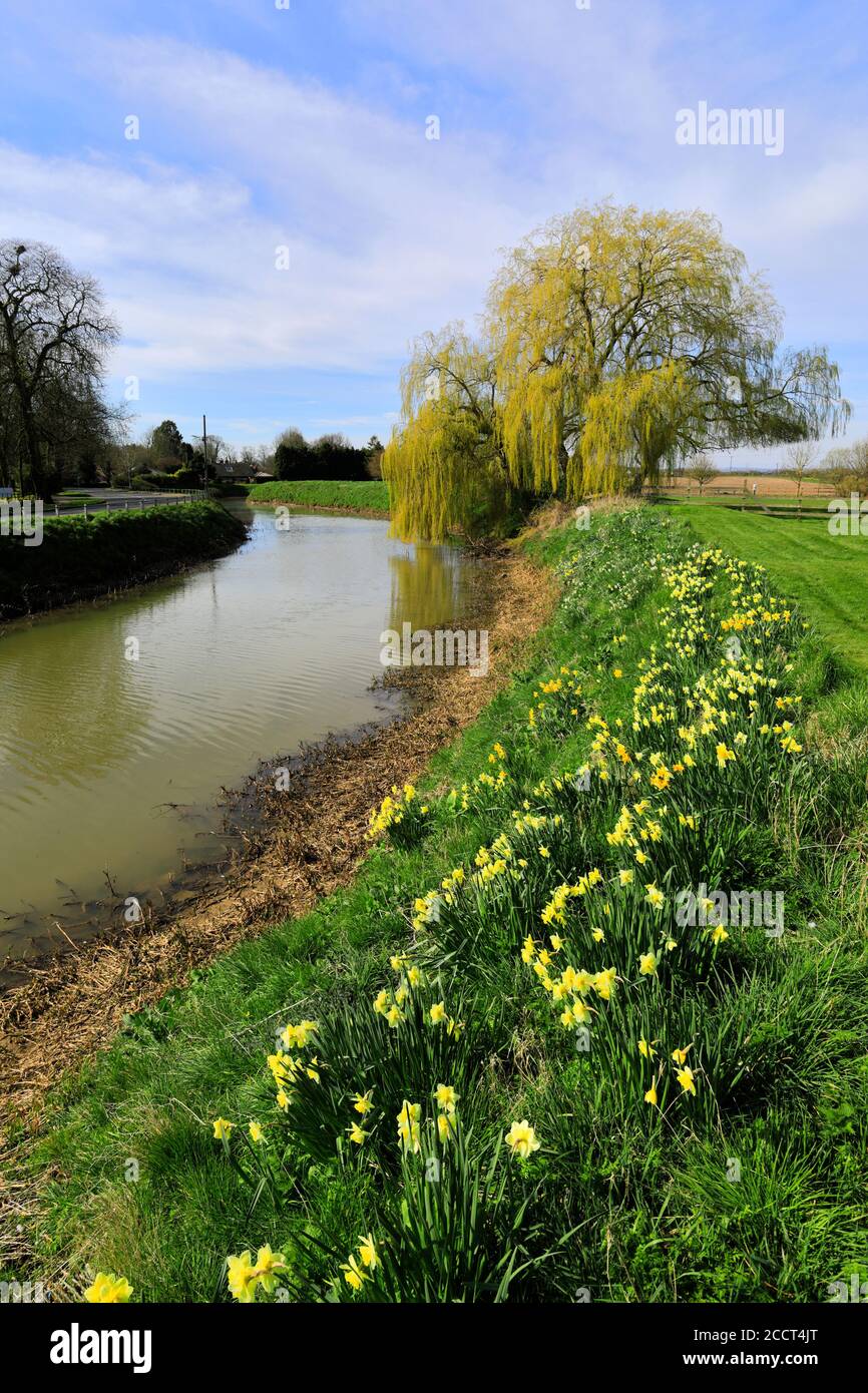 Daffodils along the Steeping river, Wainfleet All Saints, East Lindsey ...