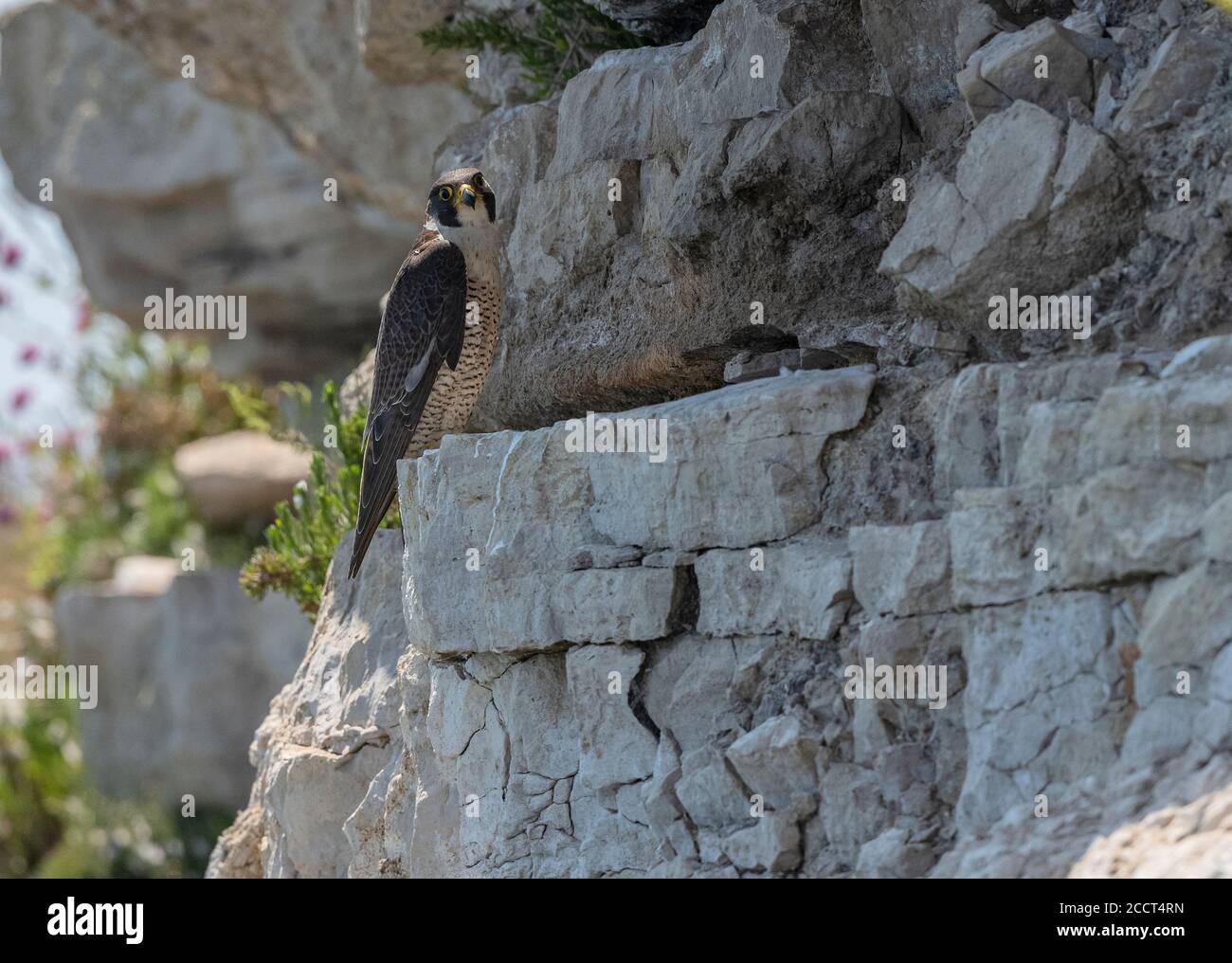 Peregrine Falcon Nest On Cliff