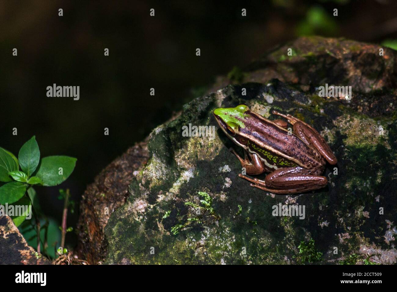 Green tree frog on rock hi-res stock photography and images - Alamy