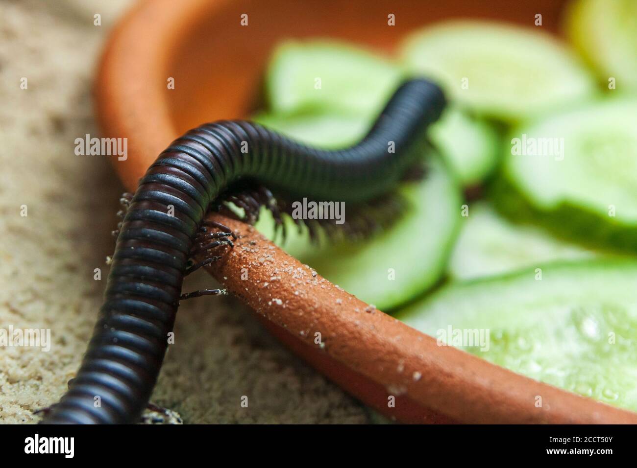 Millipede food hi-res stock photography and images - Alamy