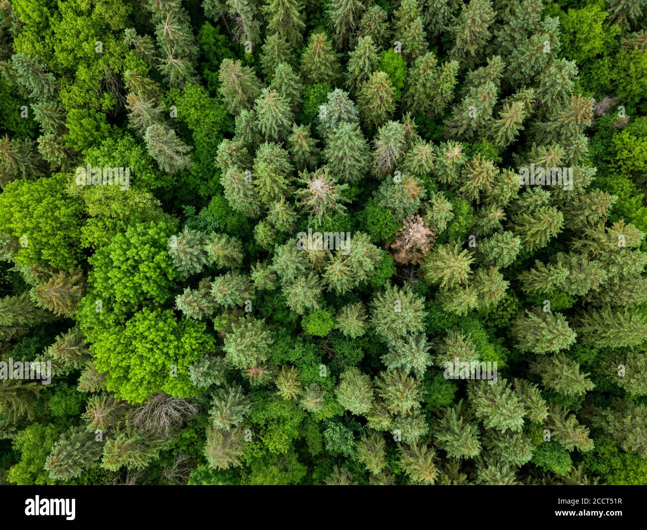 Aerial view of a forest Stock Photo - Alamy