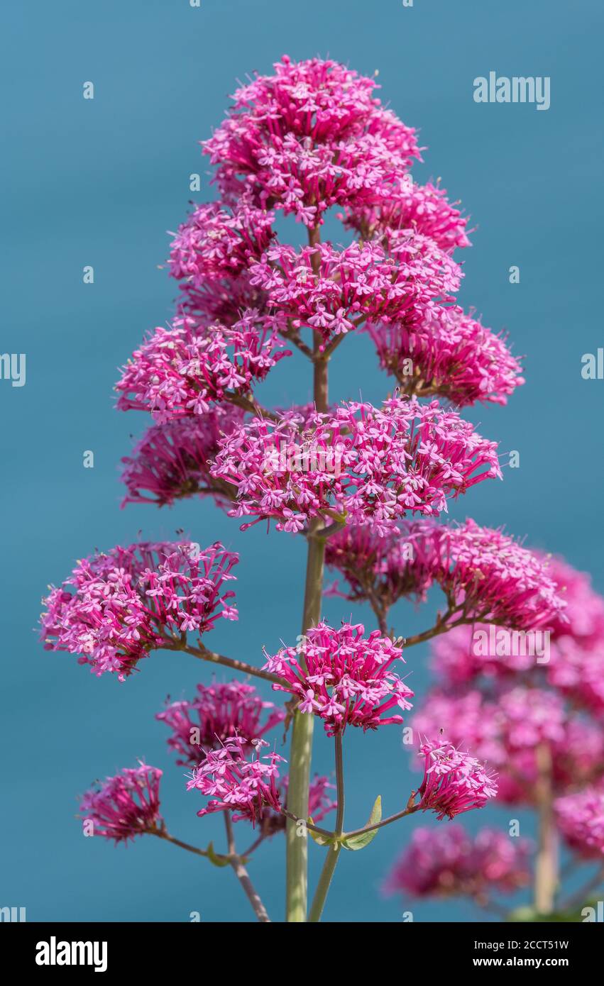 Red valerian, Centranthus ruber, naturalised on coastal limestone rocks ...