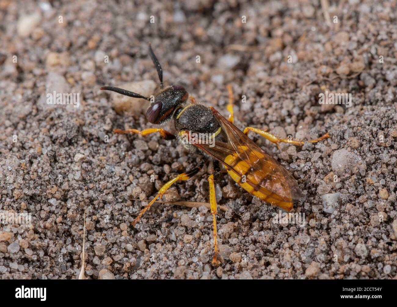 Beewolf, Philanthus triangulum, settled on sandy heathland in nesting ...