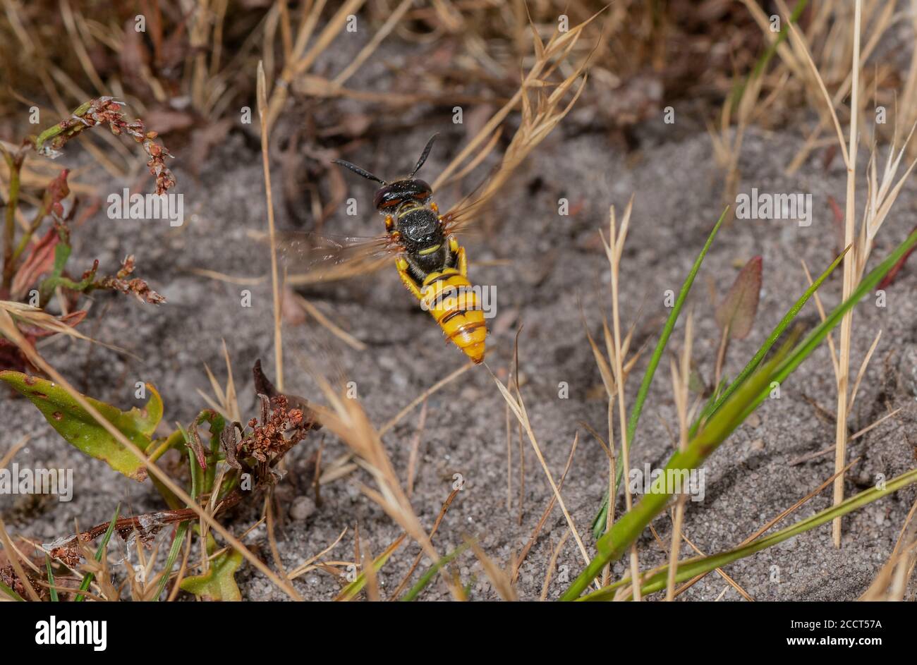 Female Beewolf, Philanthus triangulum, hovering close to nest hole in ...
